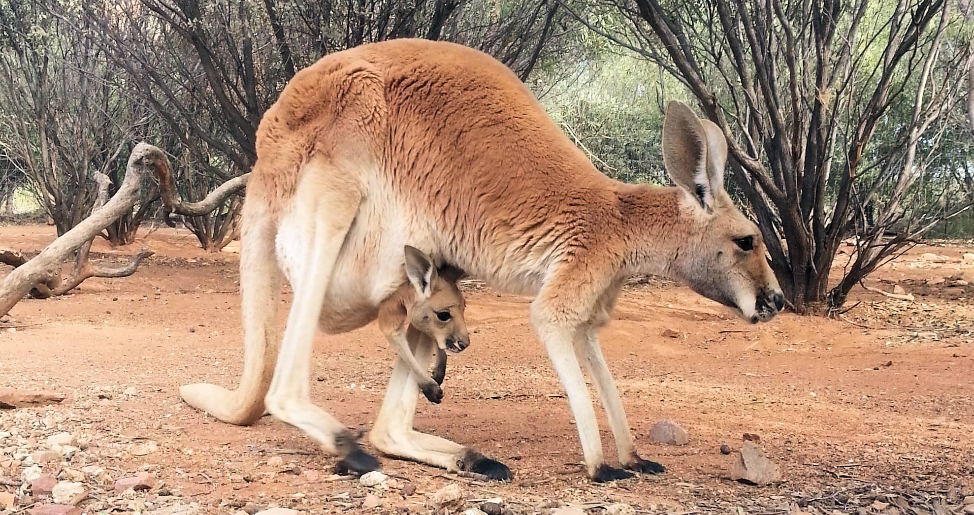 Alice Springs – Ausemade