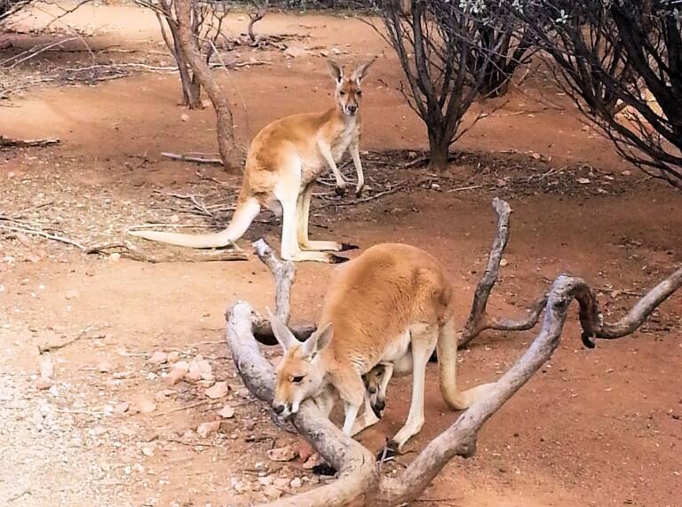 Red Kangaroo – Ausemade
