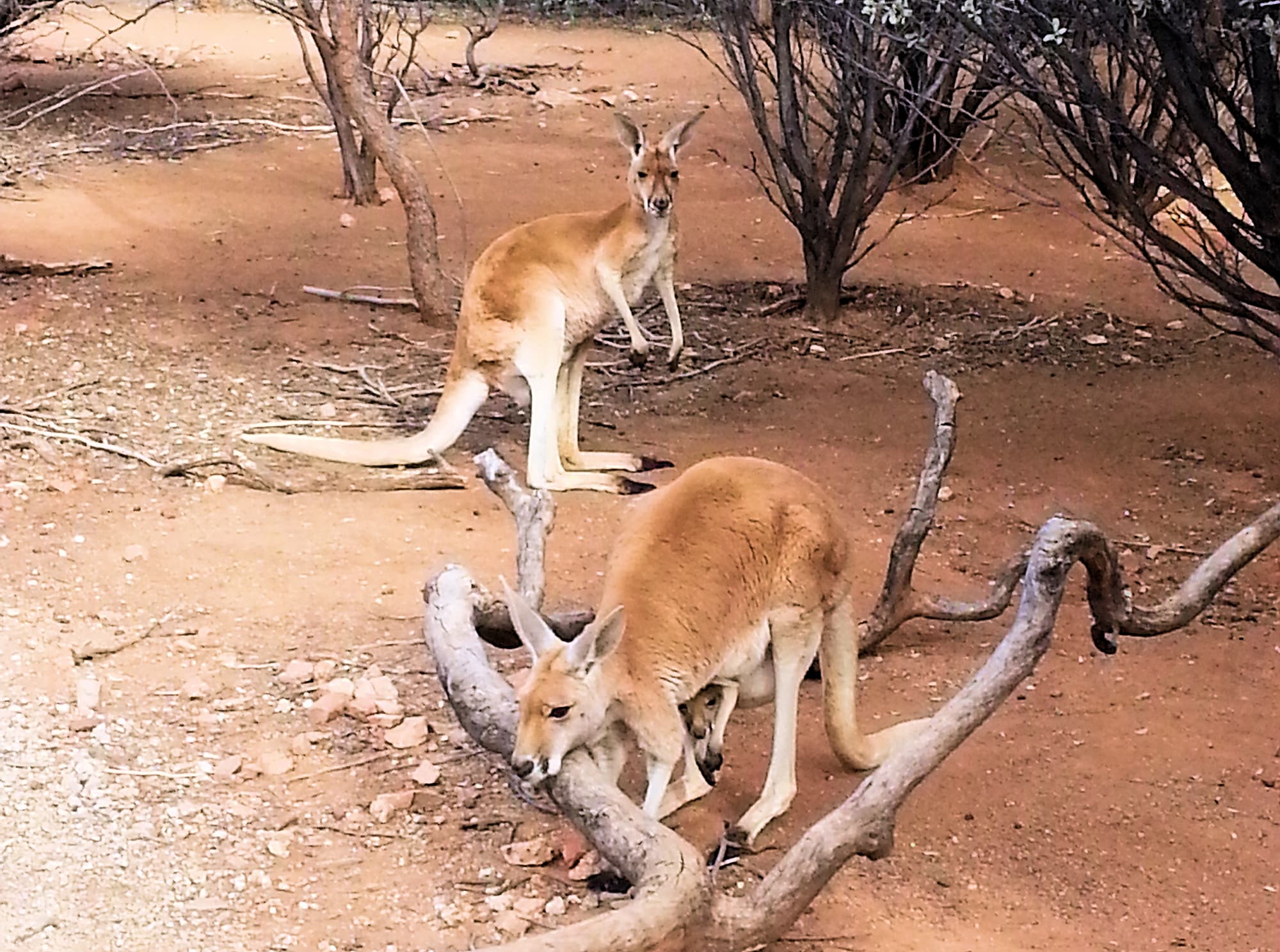 Red Kangaroo – Ausemade