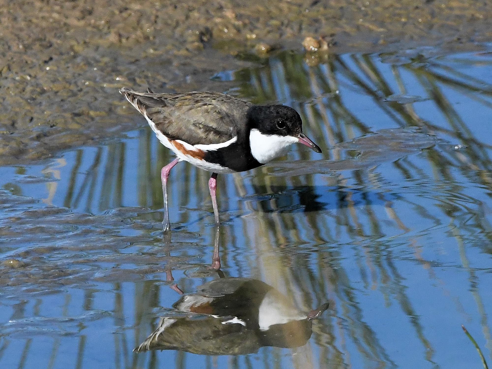 Red-kneed Dotterel at the Ponds – Ausemade