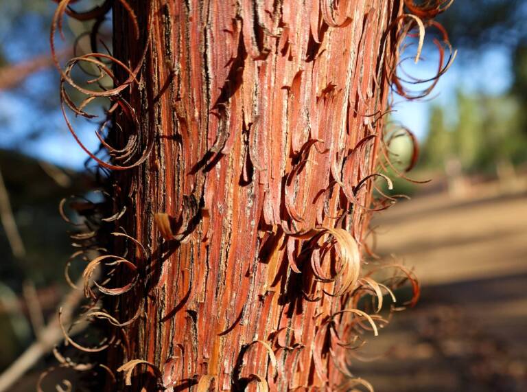 Red Mulga / Minni Richi – Ausemade
