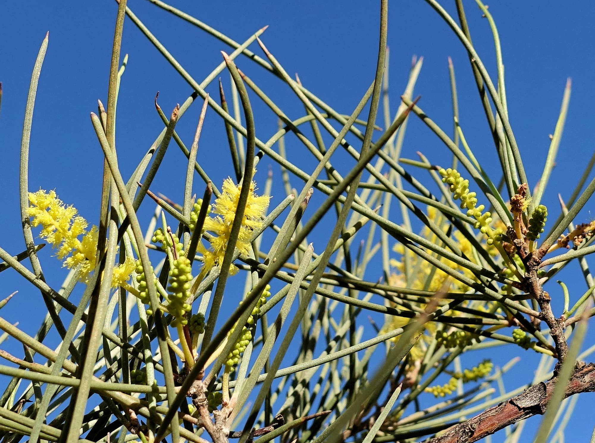 Red Mulga / Minni Richi – Ausemade