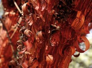 Red Mulga / Minni Richi – Ausemade