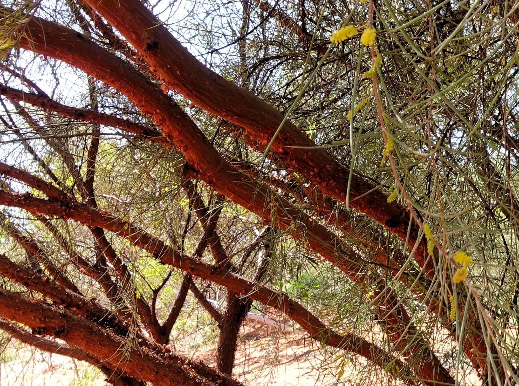 Red Mulga / Minni Richi – Ausemade