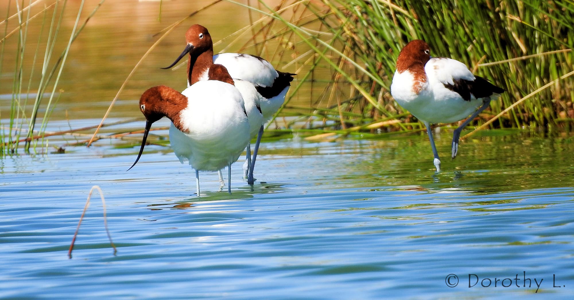 Red-necked Avocet – Ausemade