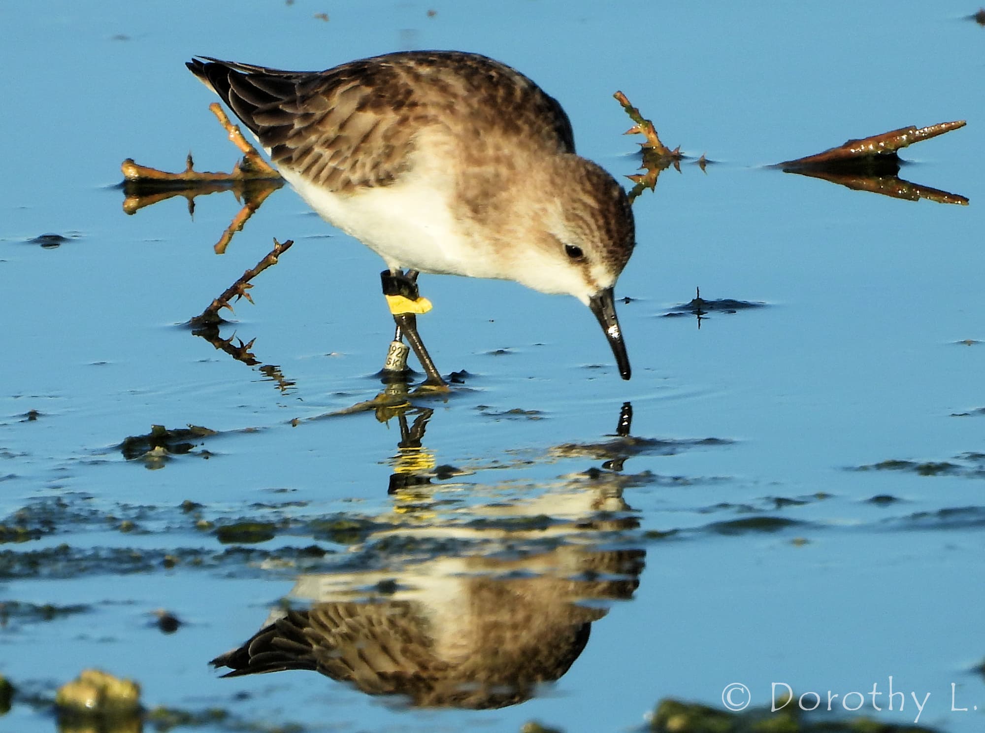 Red-necked Stint – Bird Banding & Flagging – Ausemade