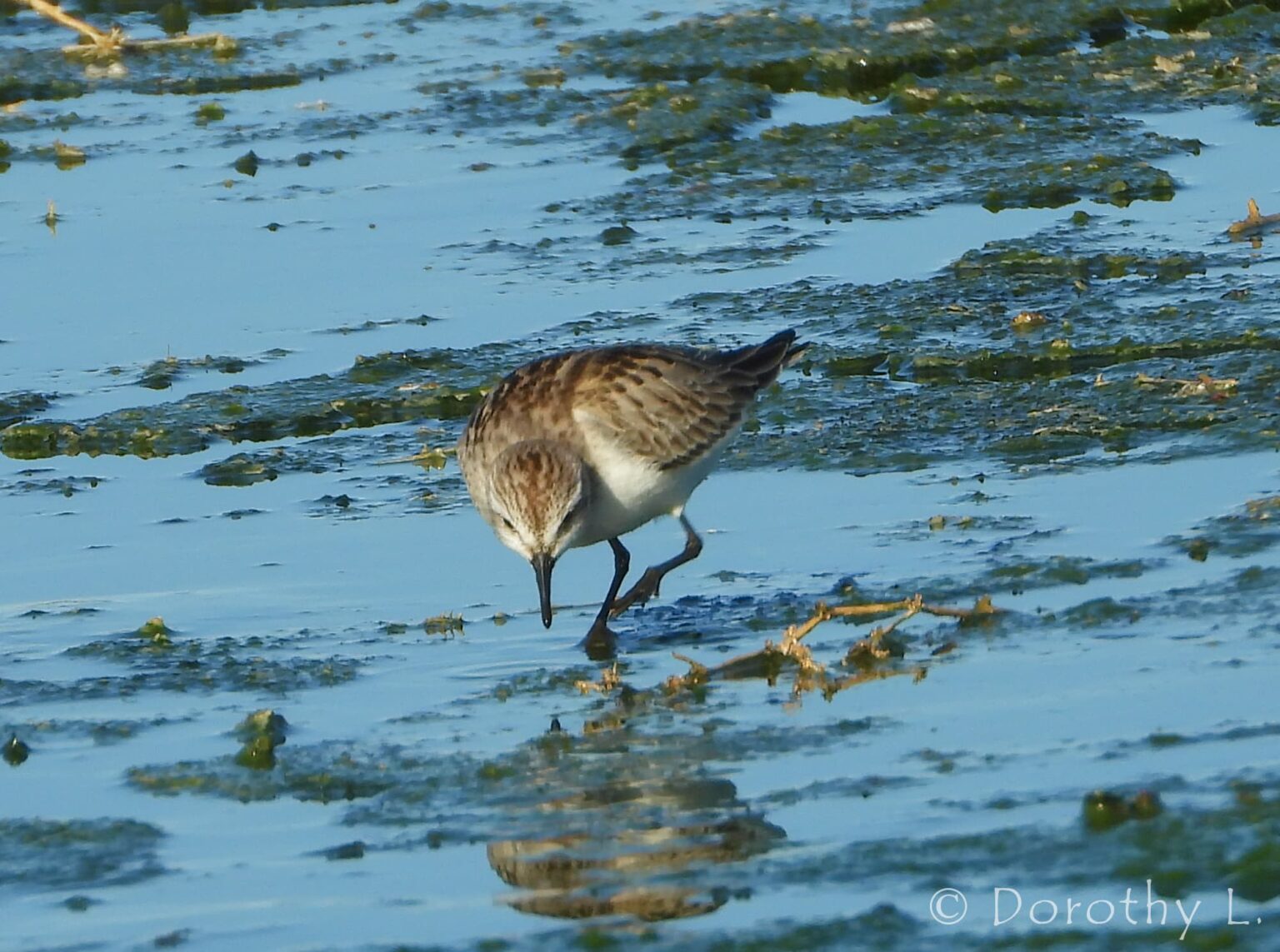 Red-necked Stint – Ausemade