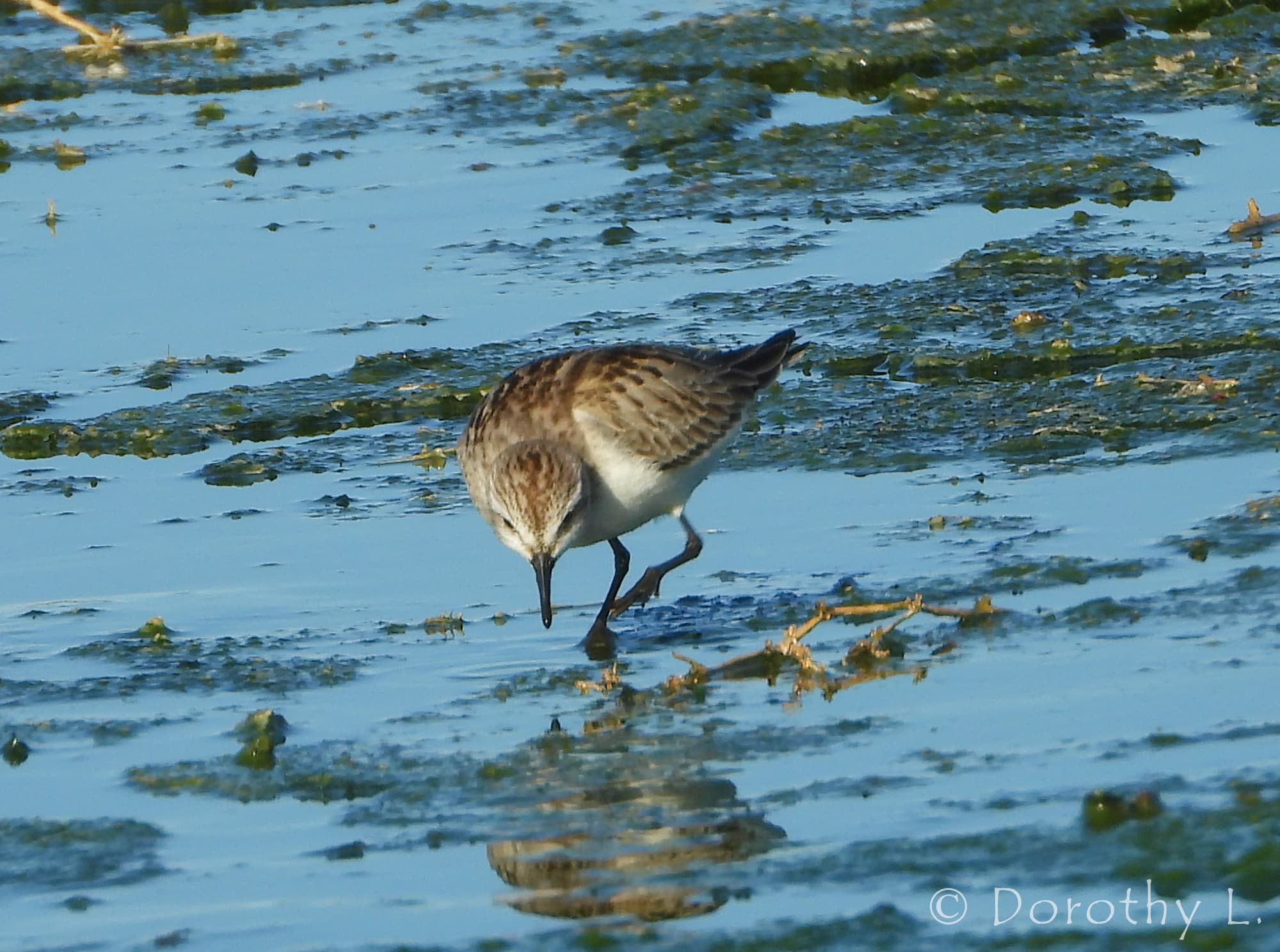 Red-necked Stint – Ausemade