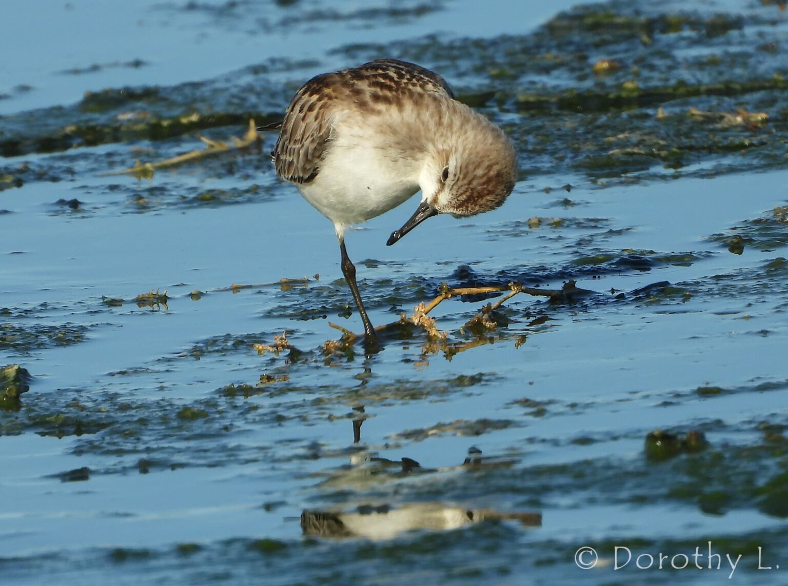 Red-necked Stint – Ausemade