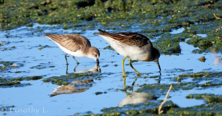 Red-necked Stint – Ausemade