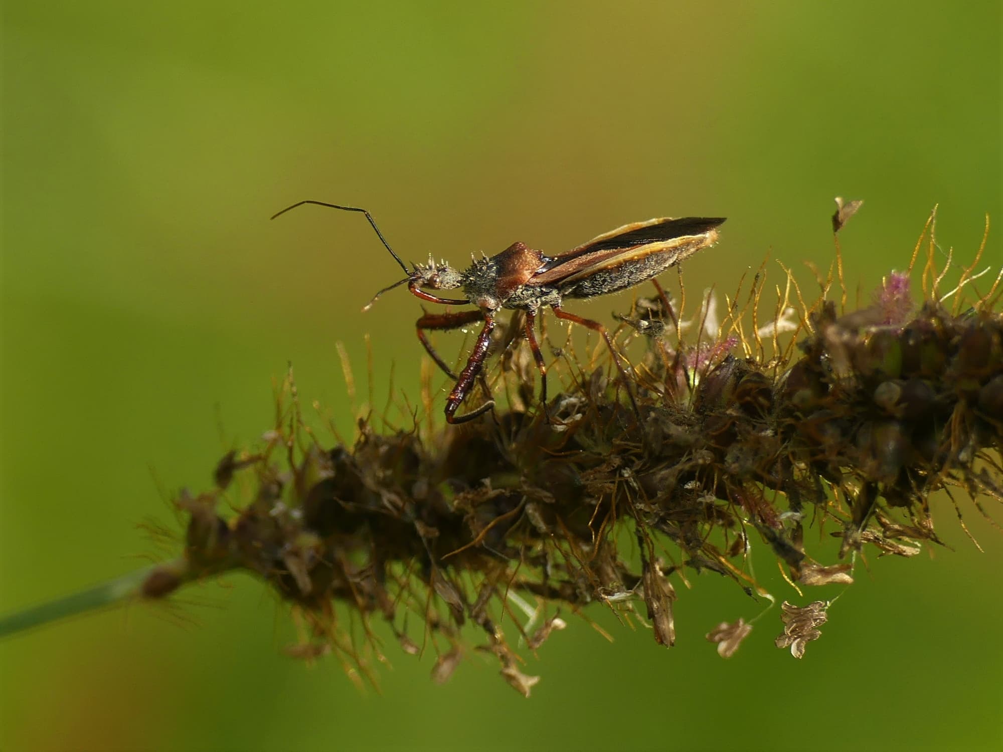 Red Spiny Assassin Bug (Scipinia arenacea) – Ausemade