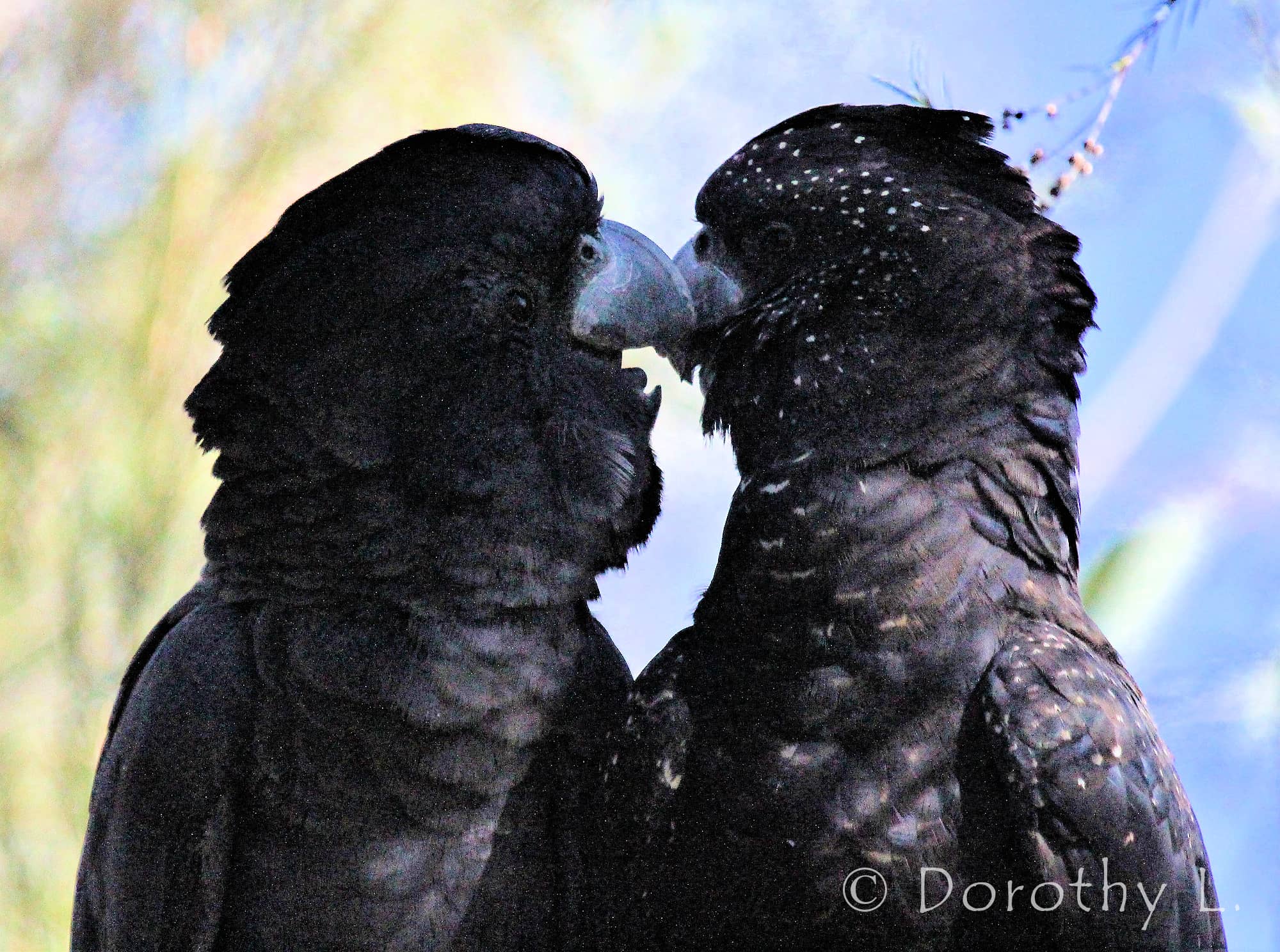 Red-tailed Black Cockatoo – Ausemade