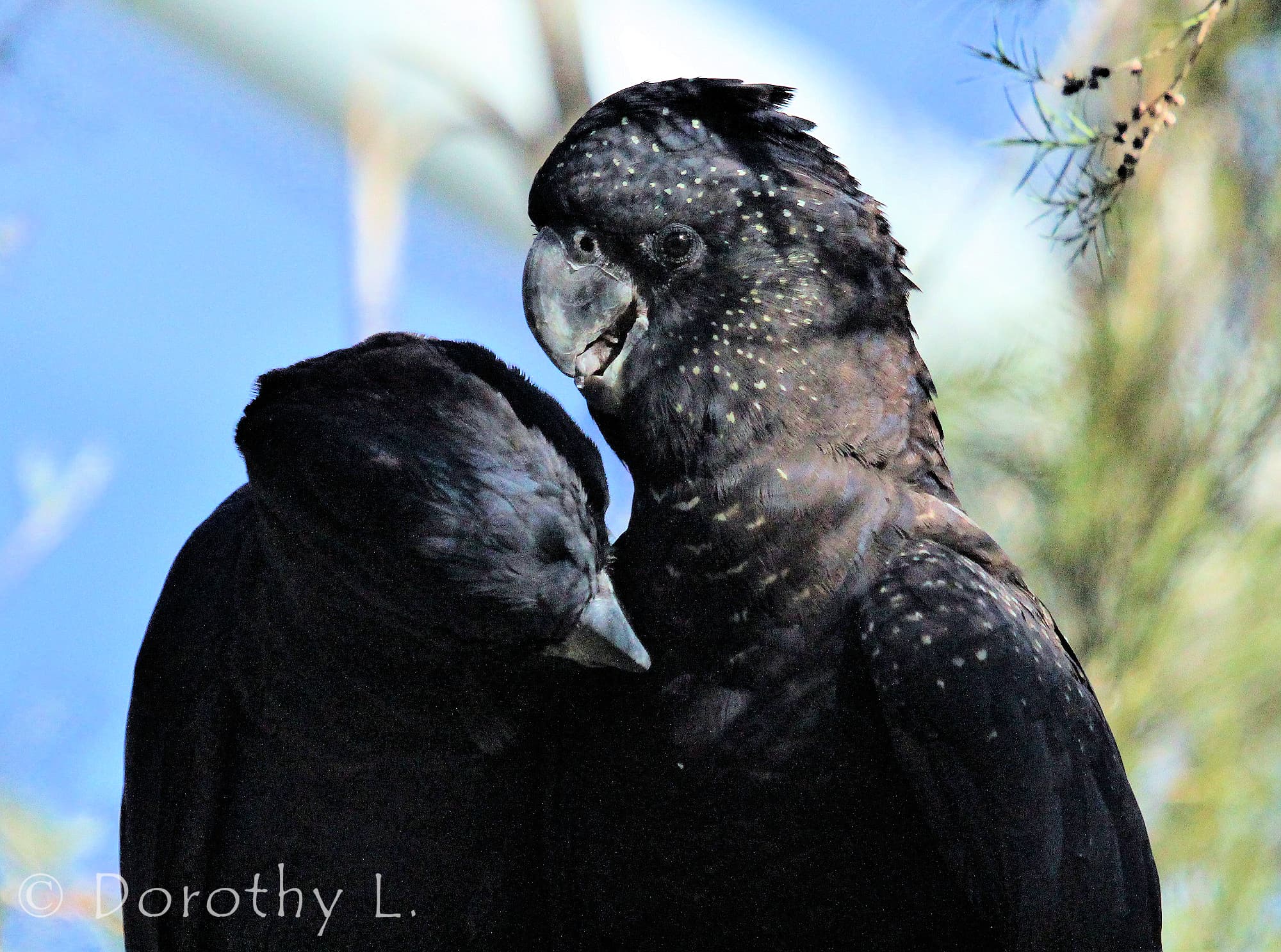 Red-tailed Black Cockatoo – Ausemade