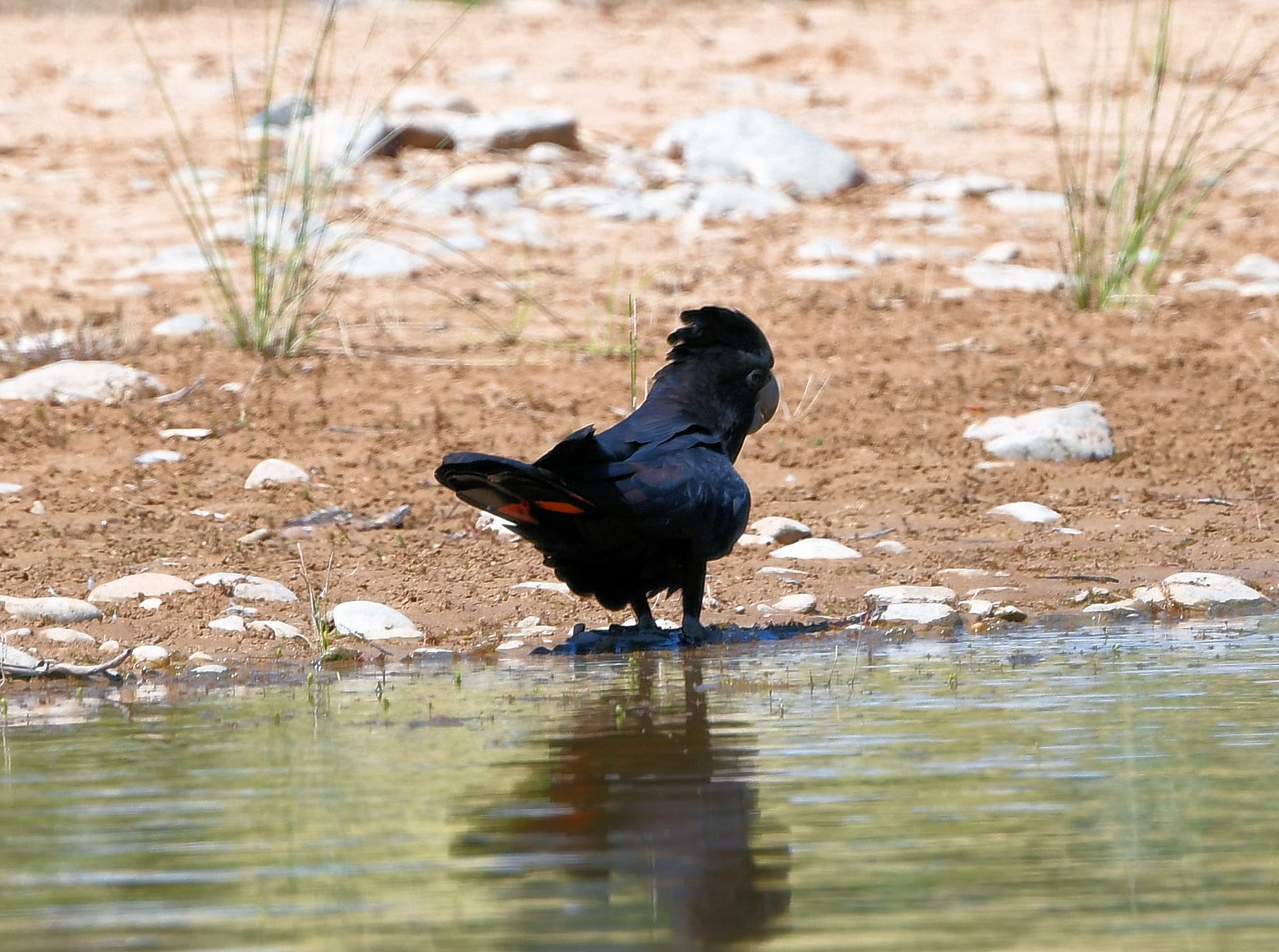 Red-tailed Black Cockatoo – Ausemade