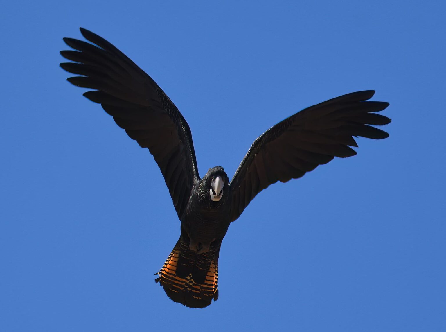Red-tailed Black Cockatoo in flight – Ausemade