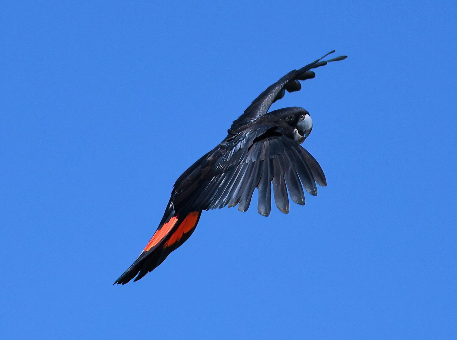 Red-tailed Black Cockatoo in flight – Ausemade