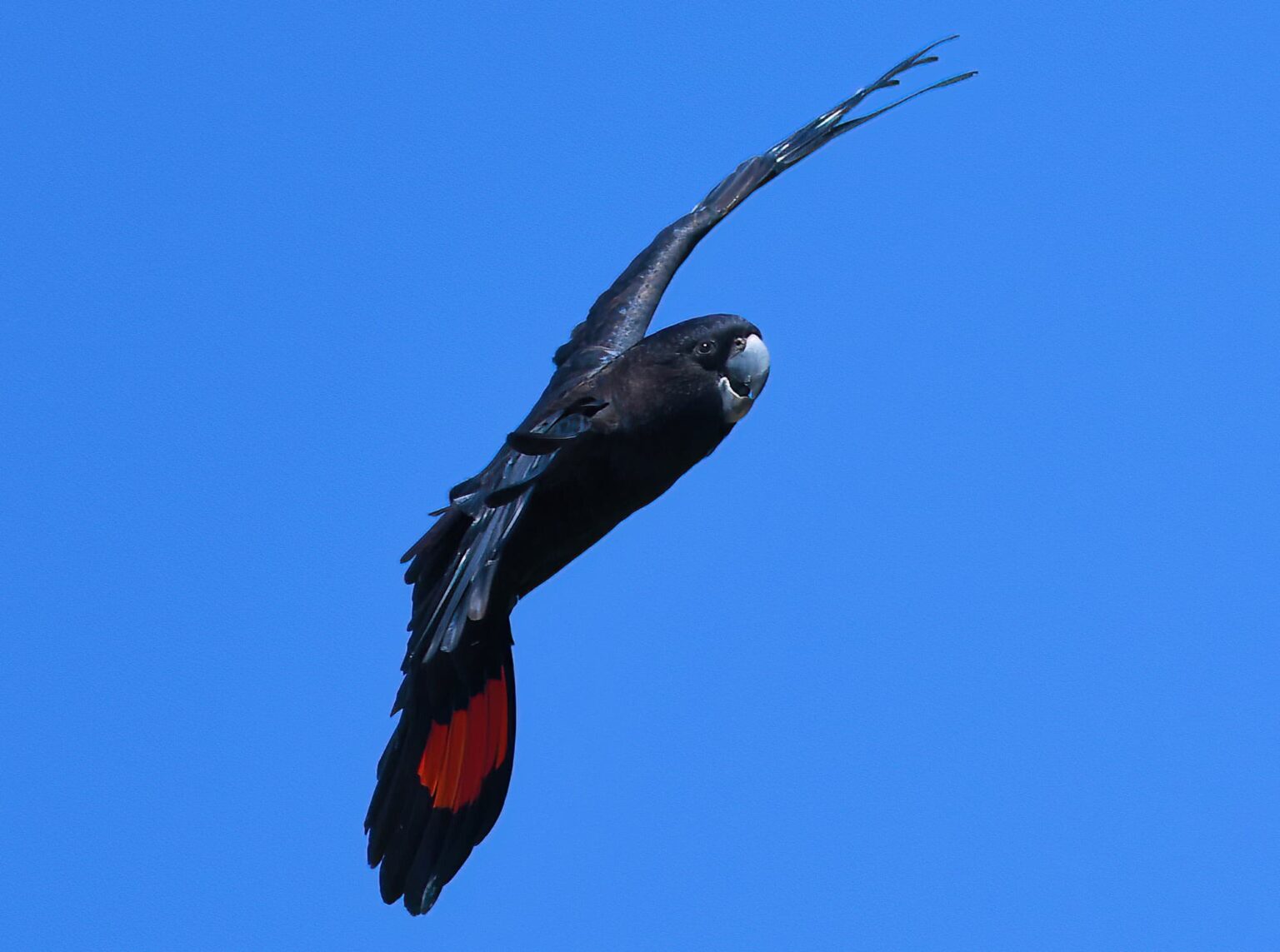 Red-tailed Black Cockatoo in flight – Ausemade