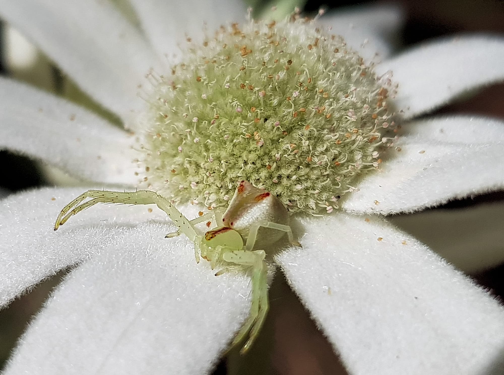 Red-tipped Crab Spider – Ausemade