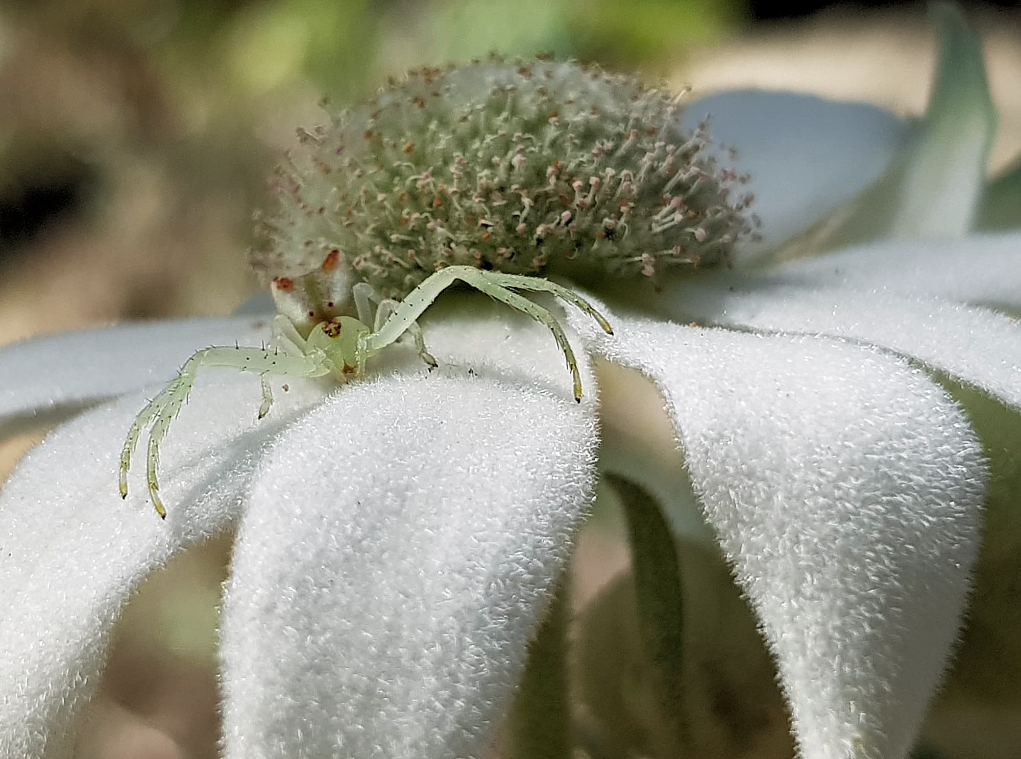 Red-tipped Crab Spider – Ausemade