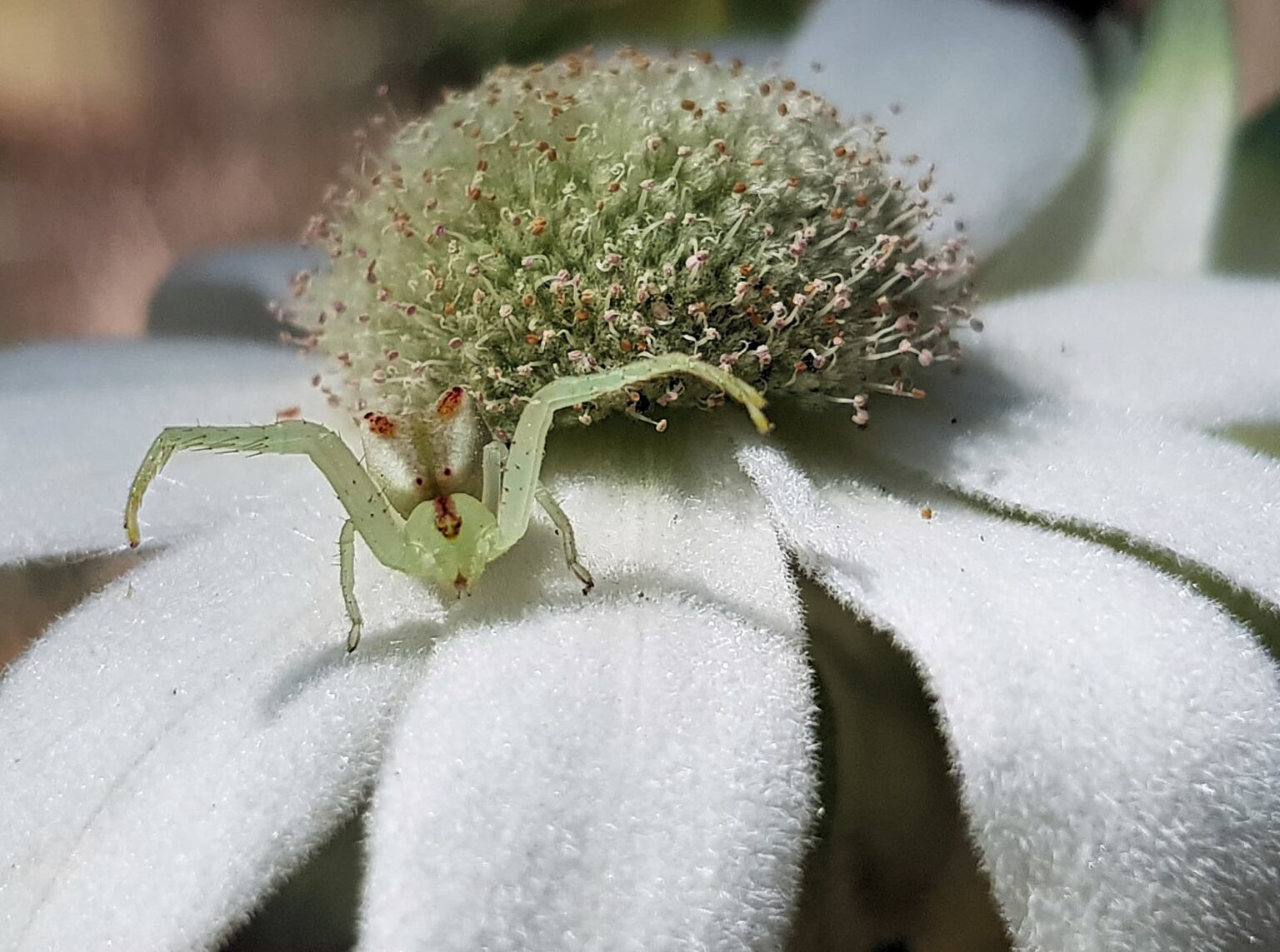 Crab Spiders – Ausemade