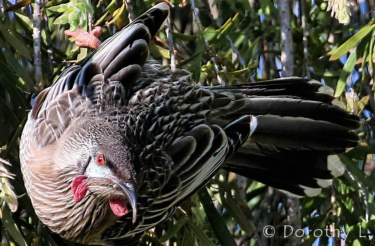 Red Wattlebird – Ausemade