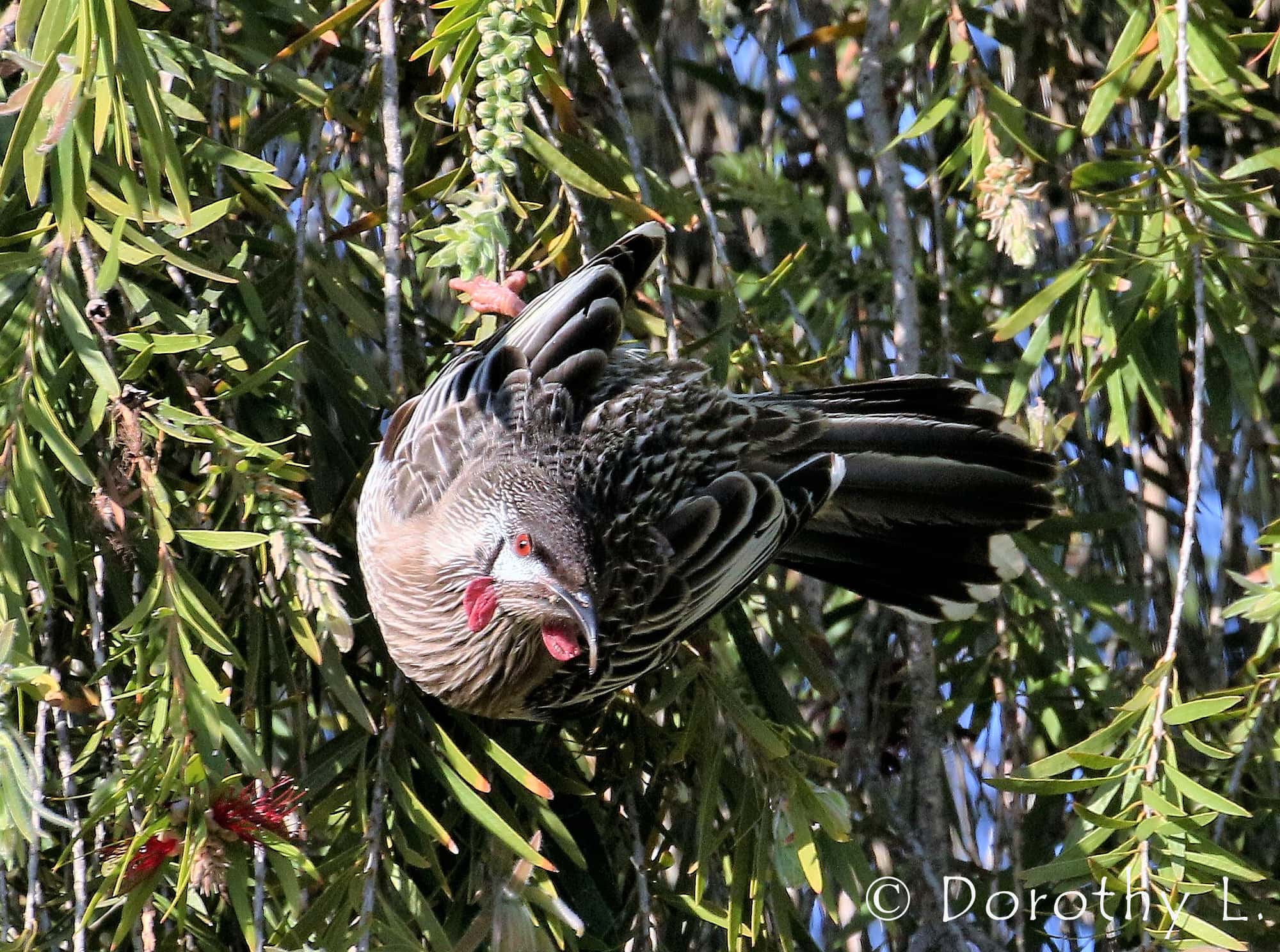 Red Wattlebird – Ausemade