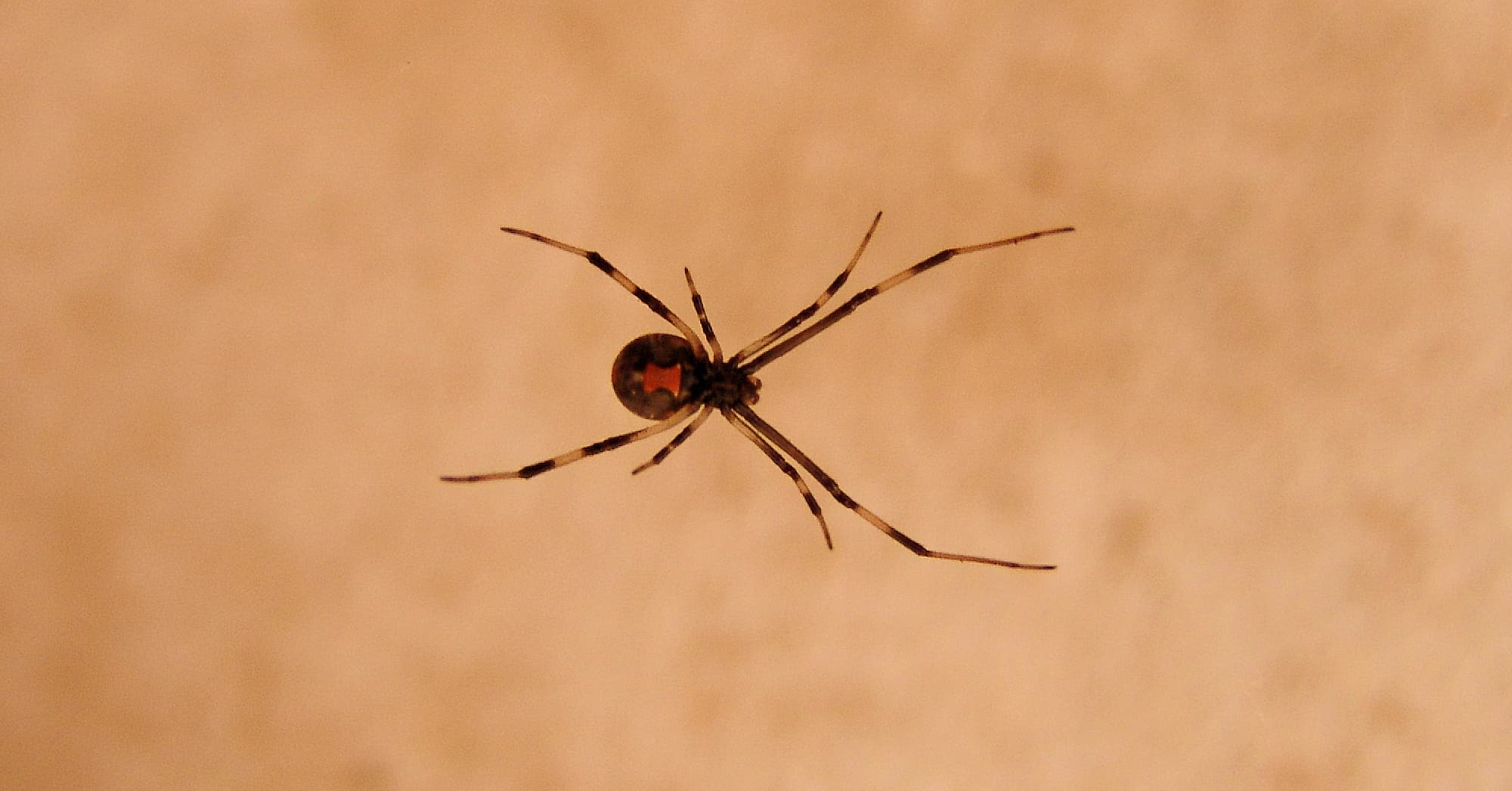 Redback Spider – Ausemade