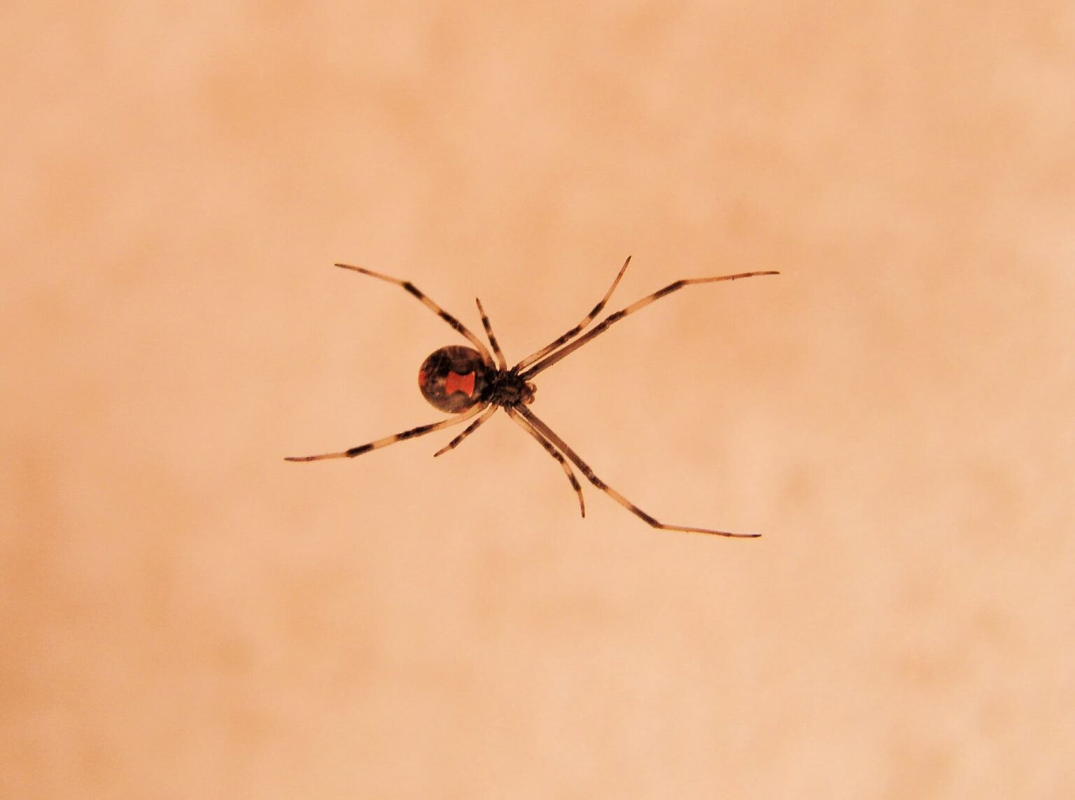 Redback Spider – Ausemade