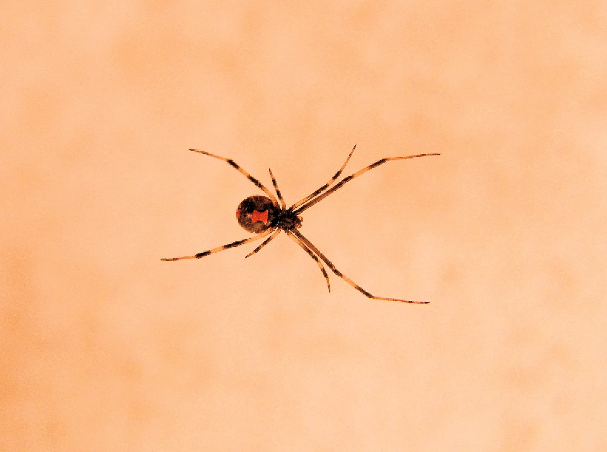 Redback Spider – Ausemade