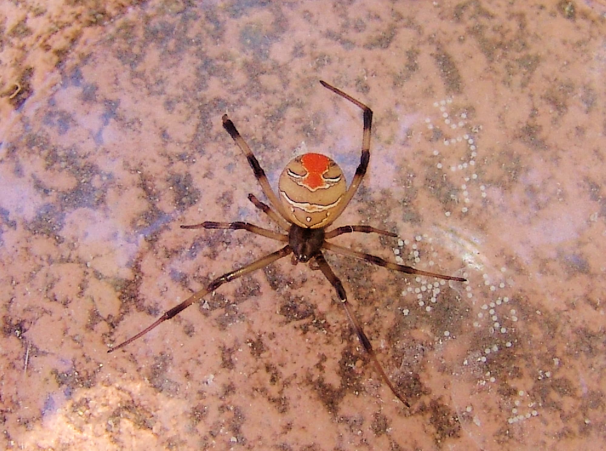 Redback Spider – Ausemade