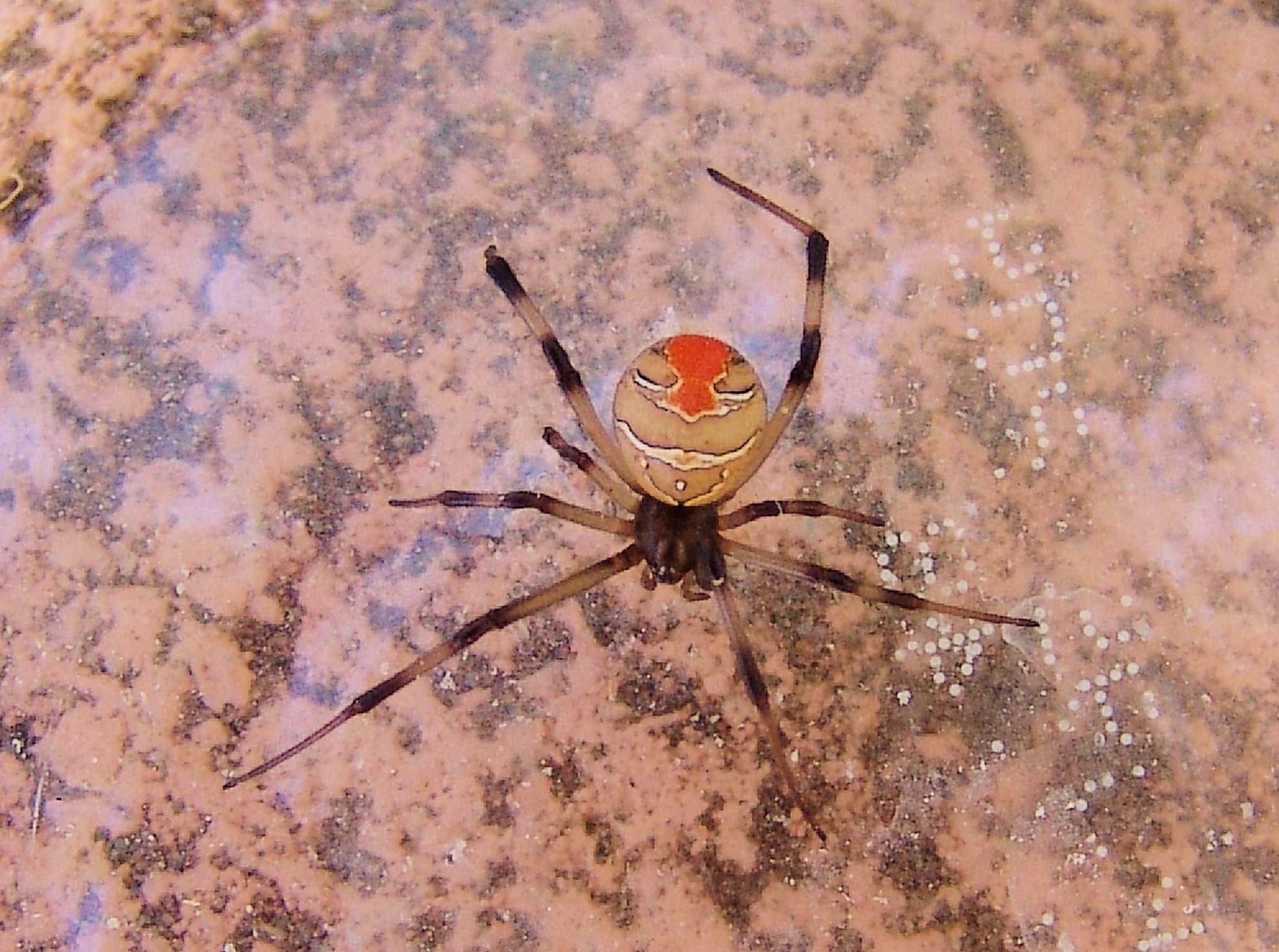 Redback Spider – Ausemade
