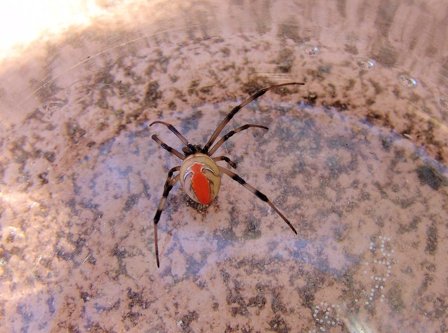 Redback Spider – Ausemade