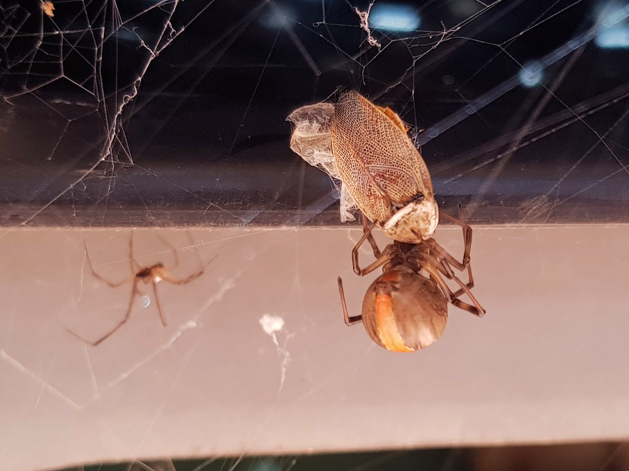 Predator and Prey… – Ausemade