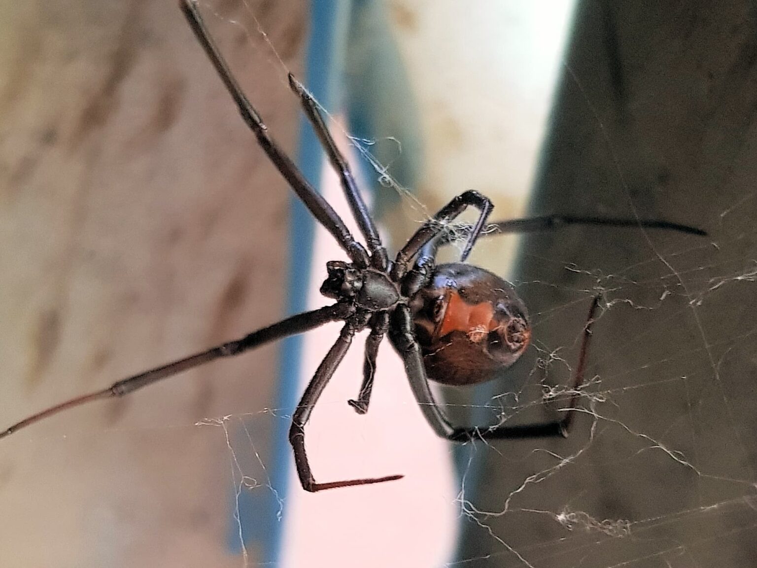 Redback Spider (Latrodectus hasselti) – Ausemade