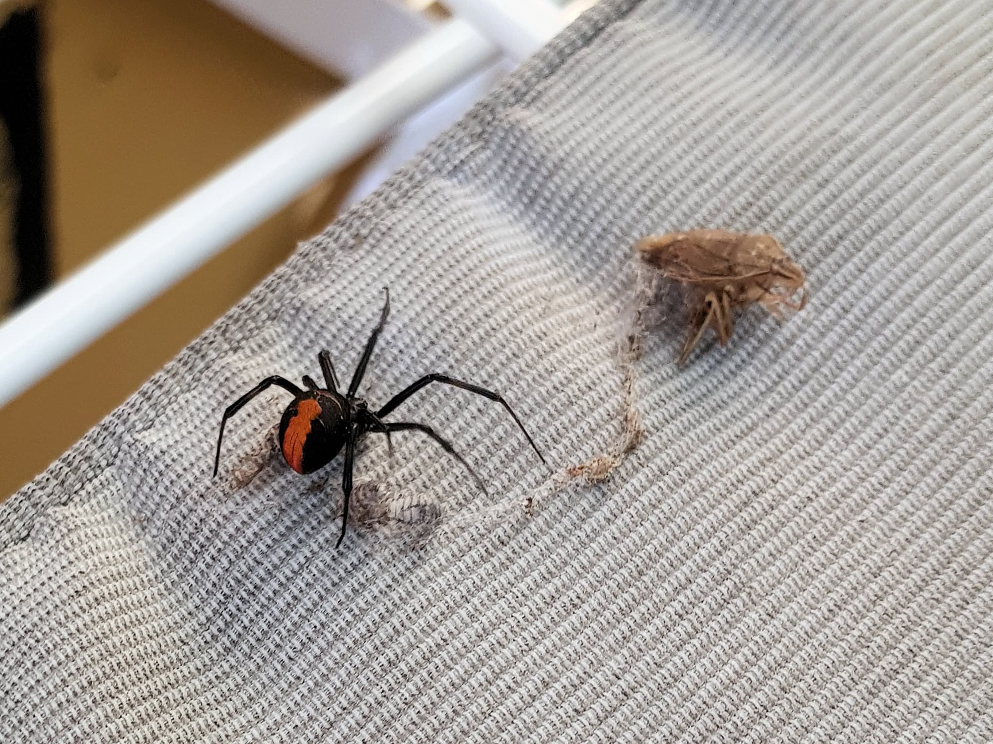 Redback Spider (Latrodectus hasselti) – Ausemade