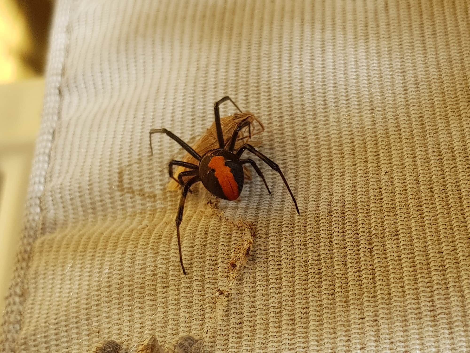 Redback Spider (Latrodectus hasselti) – Ausemade