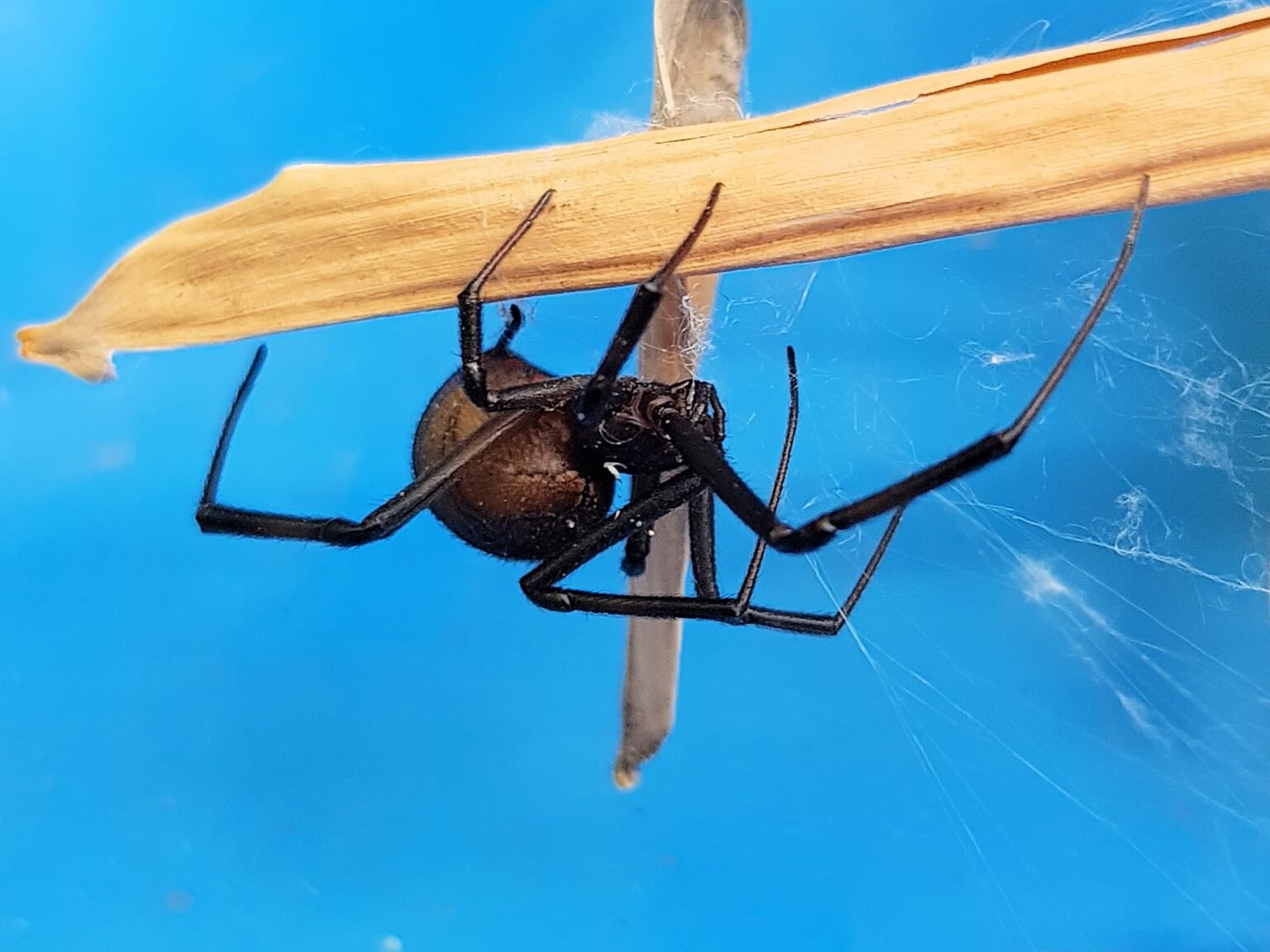 Redback Spider (Latrodectus hasselti) – Ausemade