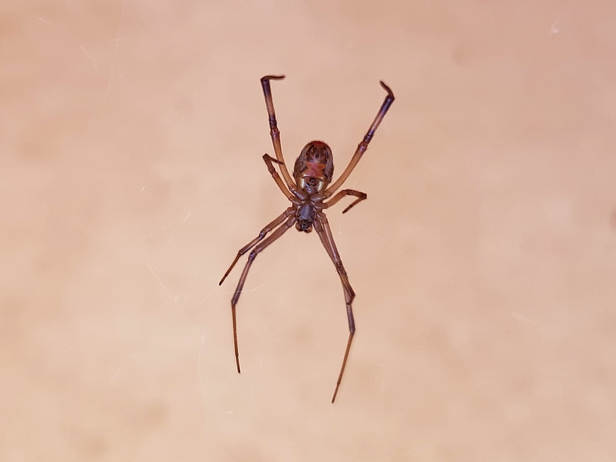 Redback Spider (Latrodectus hasselti) – Ausemade