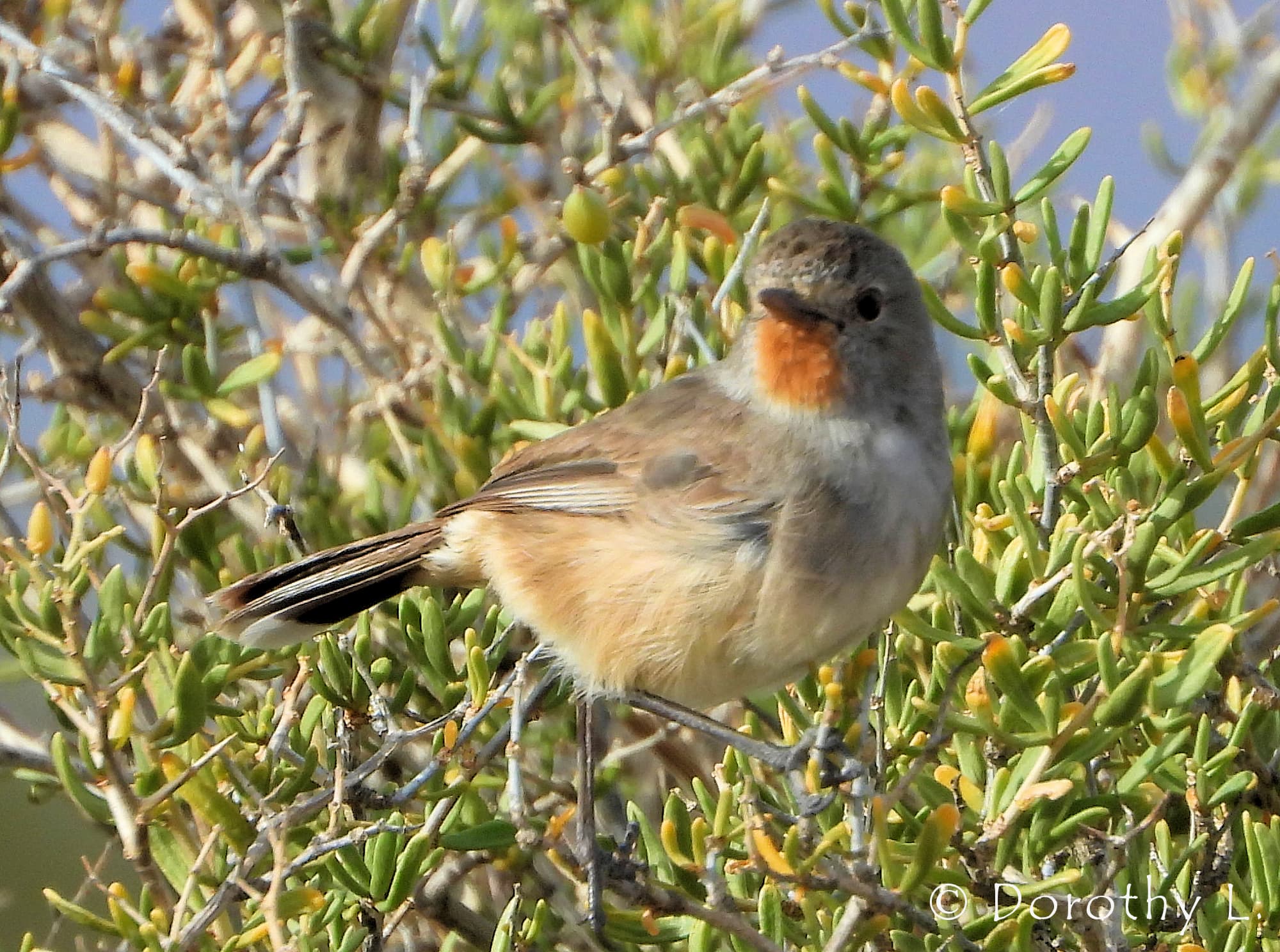 Redthroat – Ausemade