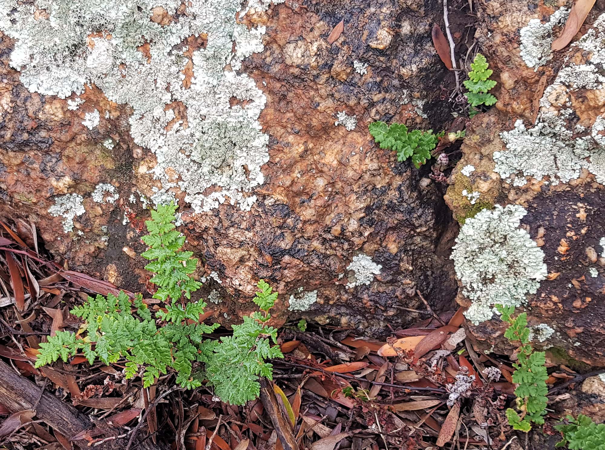 Resurrection Fern – Ausemade
