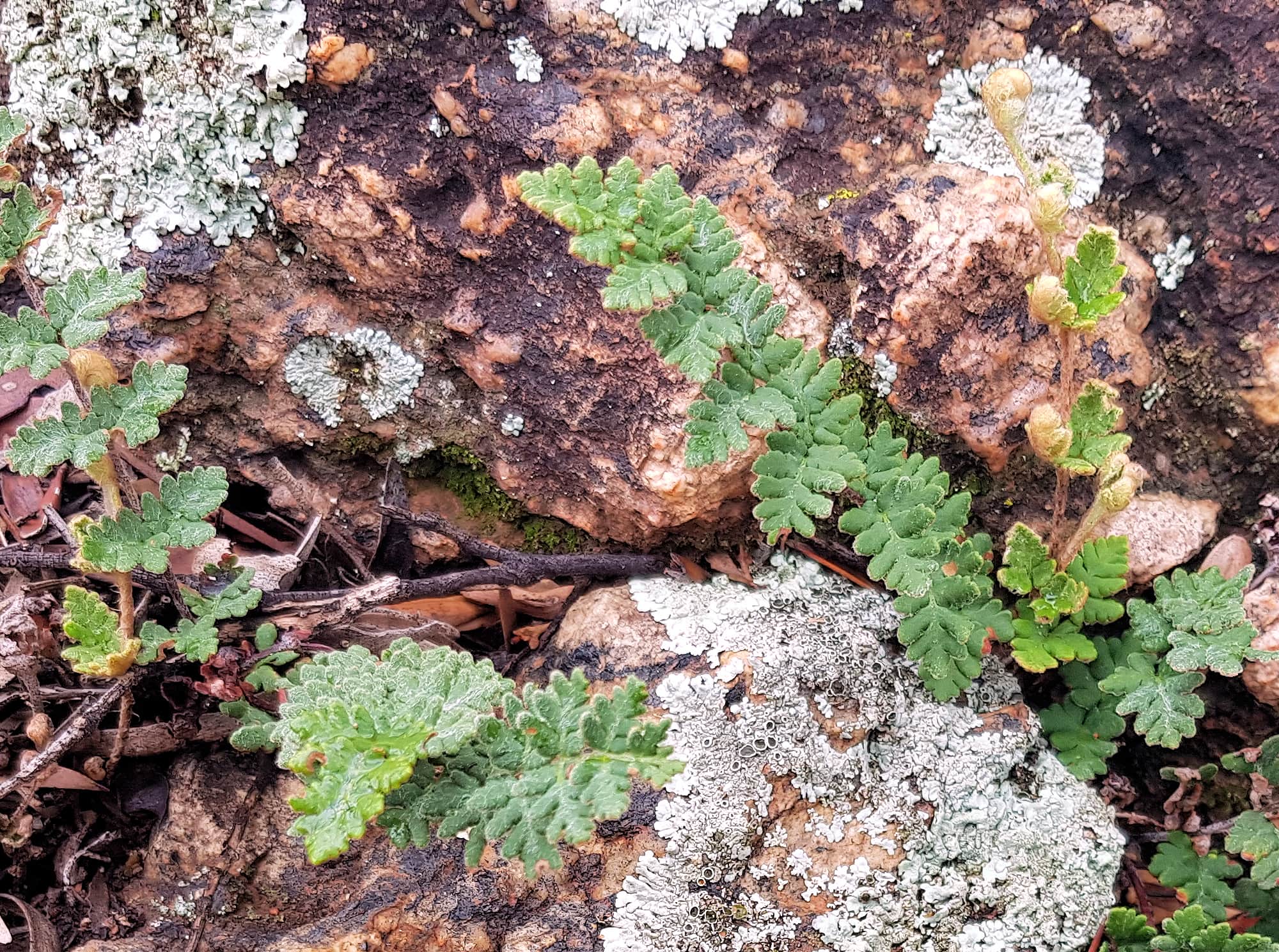 Resurrection Fern – Ausemade