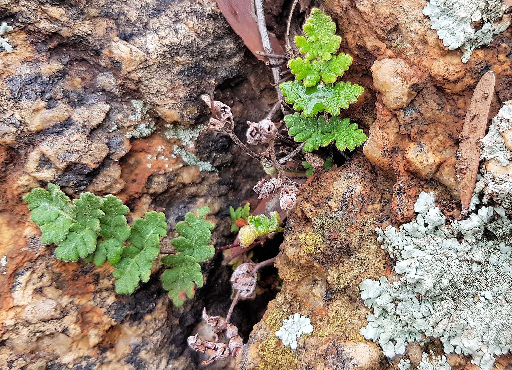 Resurrection Fern – Ausemade