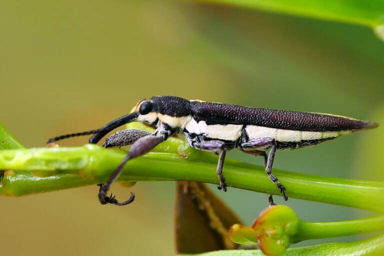 Rhinotia suturalis – Ausemade