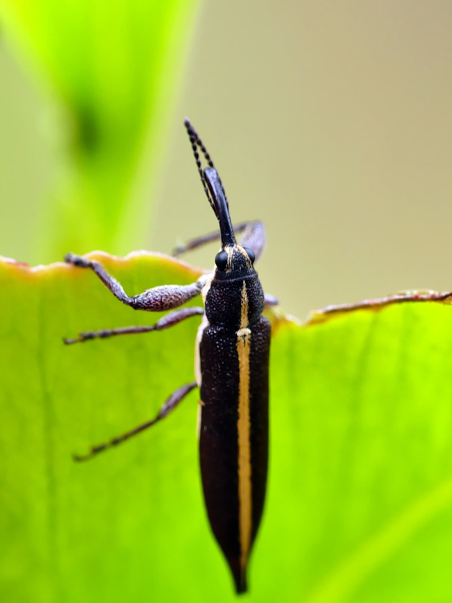 Rhinotia suturalis – Ausemade