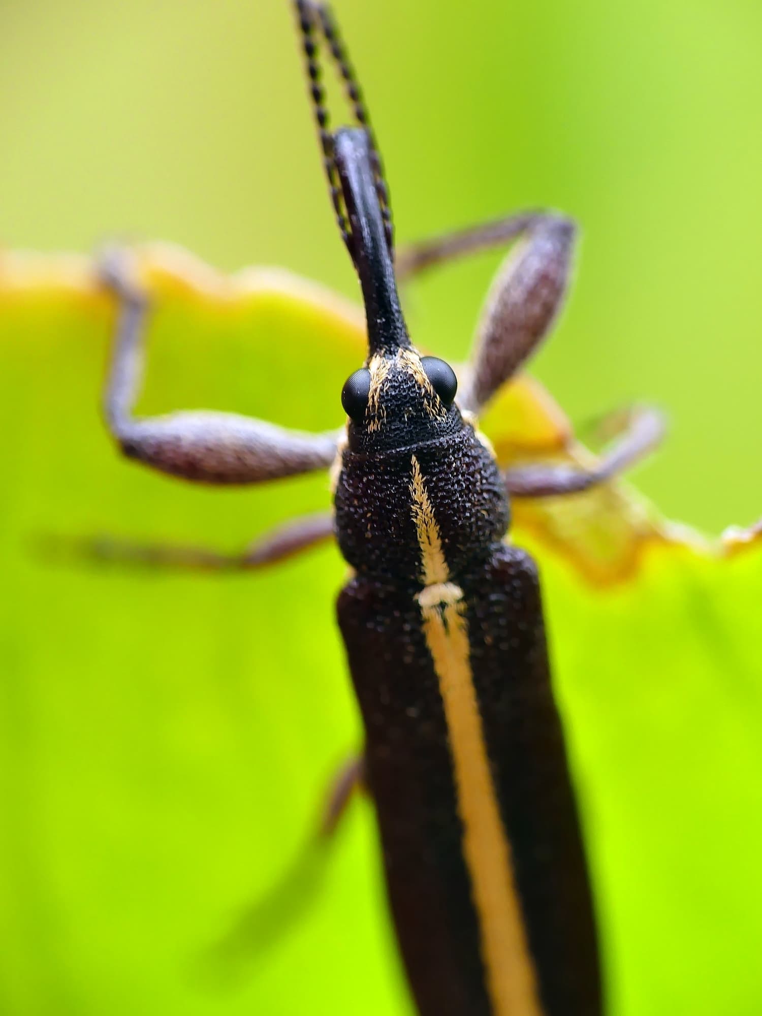Rhinotia suturalis – Ausemade