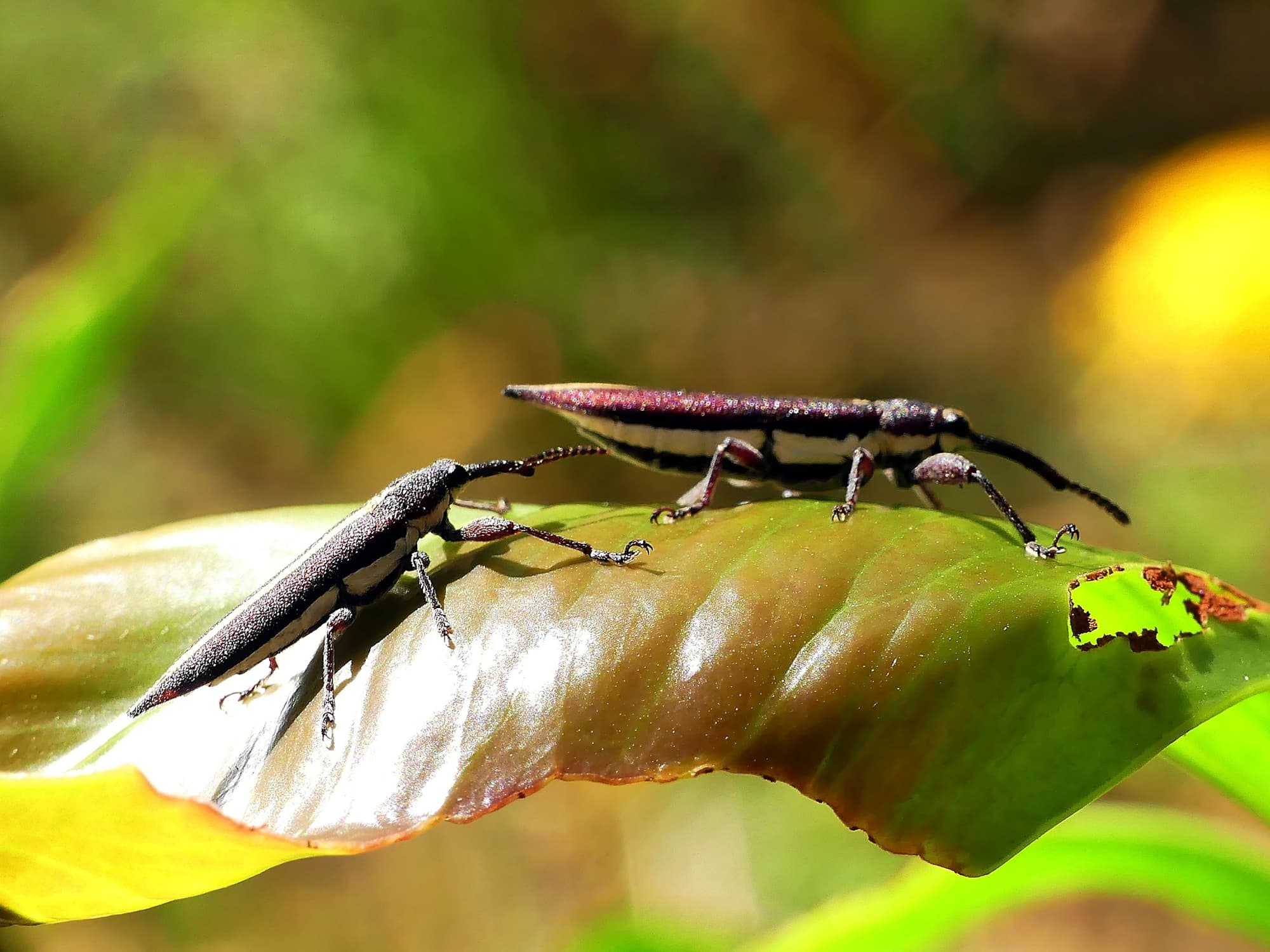 Rhinotia suturalis – Ausemade