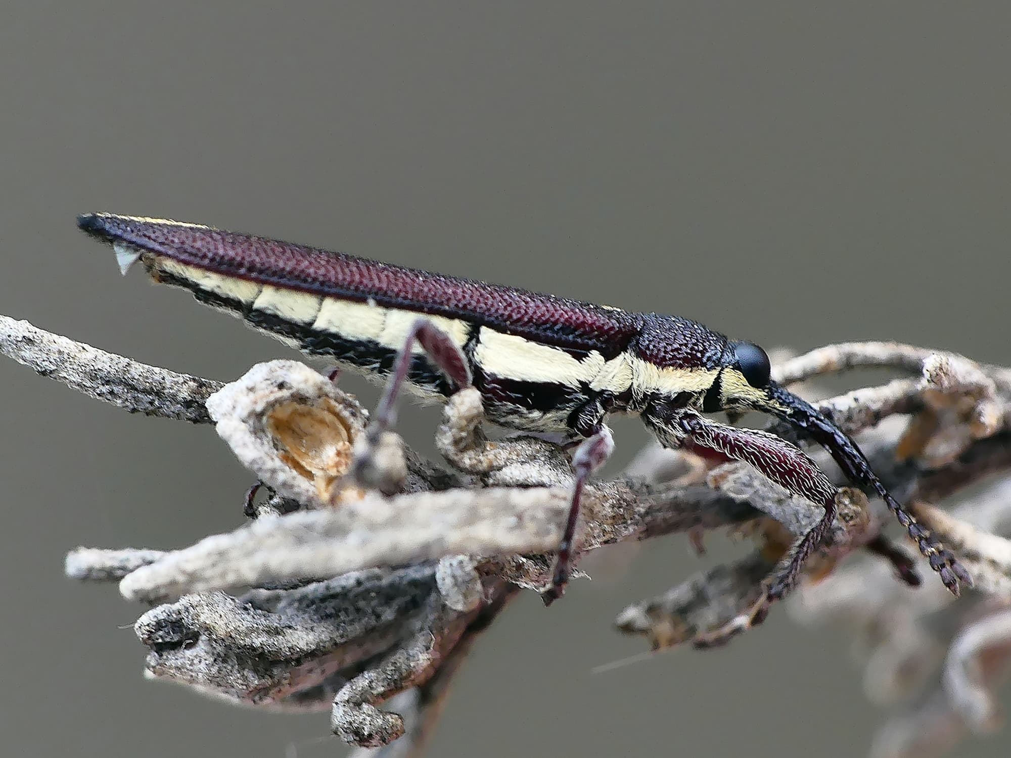 Rhinotia suturalis – Ausemade