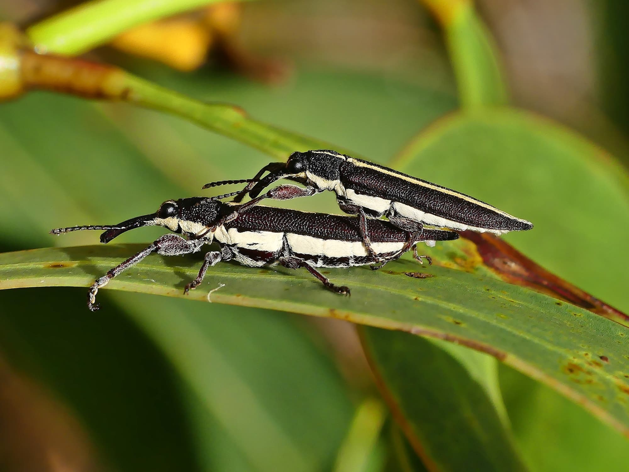 Rhinotia suturalis – Ausemade