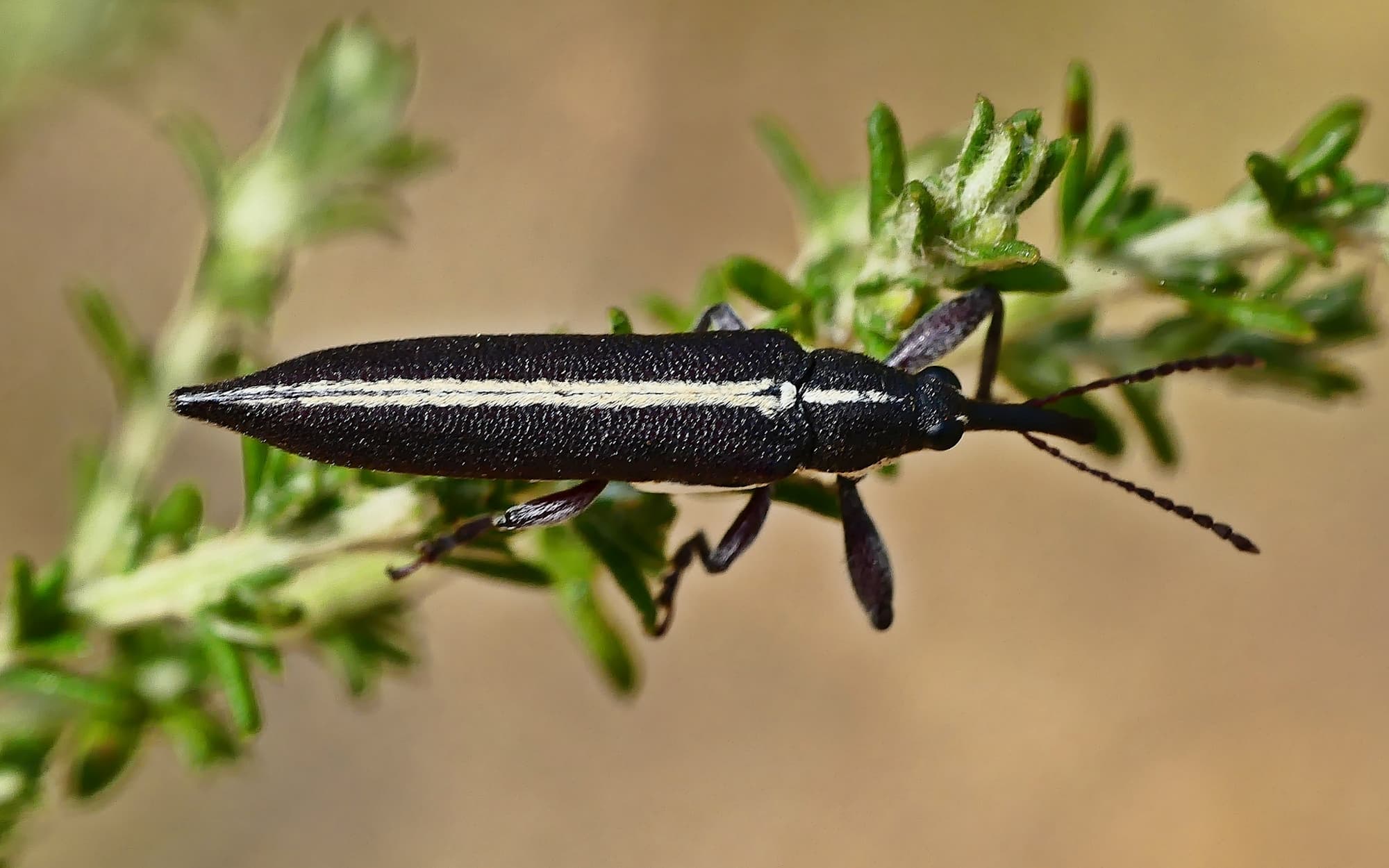 Rhinotia suturalis – Ausemade