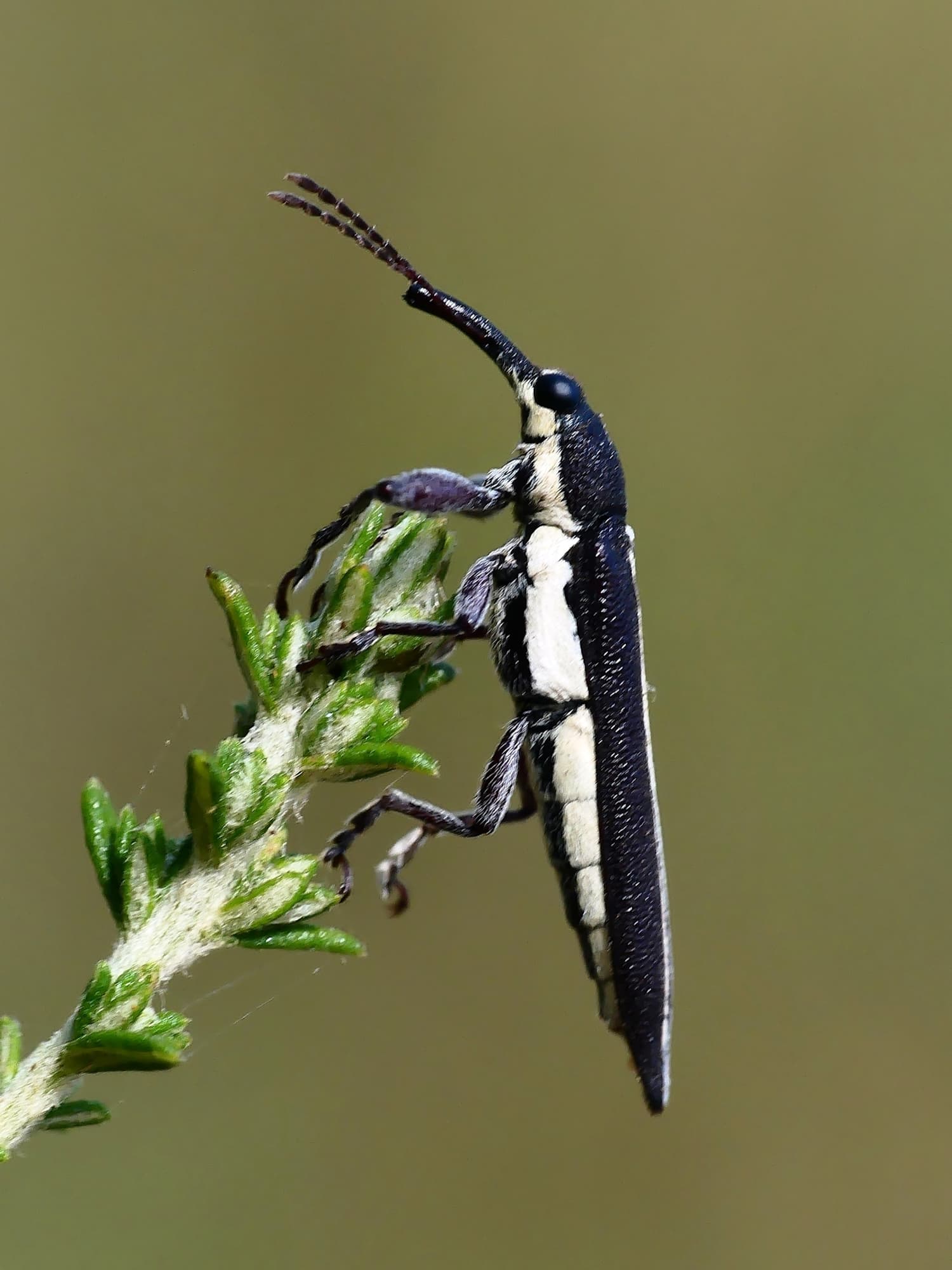 Rhinotia suturalis – Ausemade